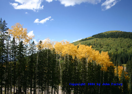 Aspens in Fall Color, Ski Santa Fe, New Mexico
